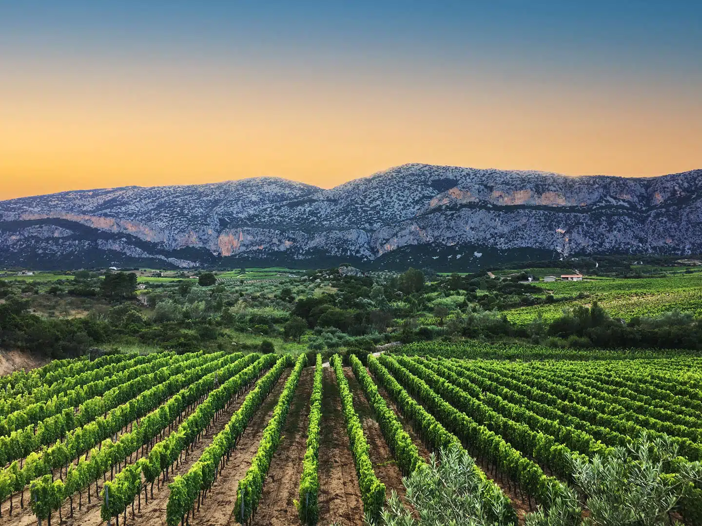 Atha Ruja Poderi Winery | Man O' War Imports Vineyards